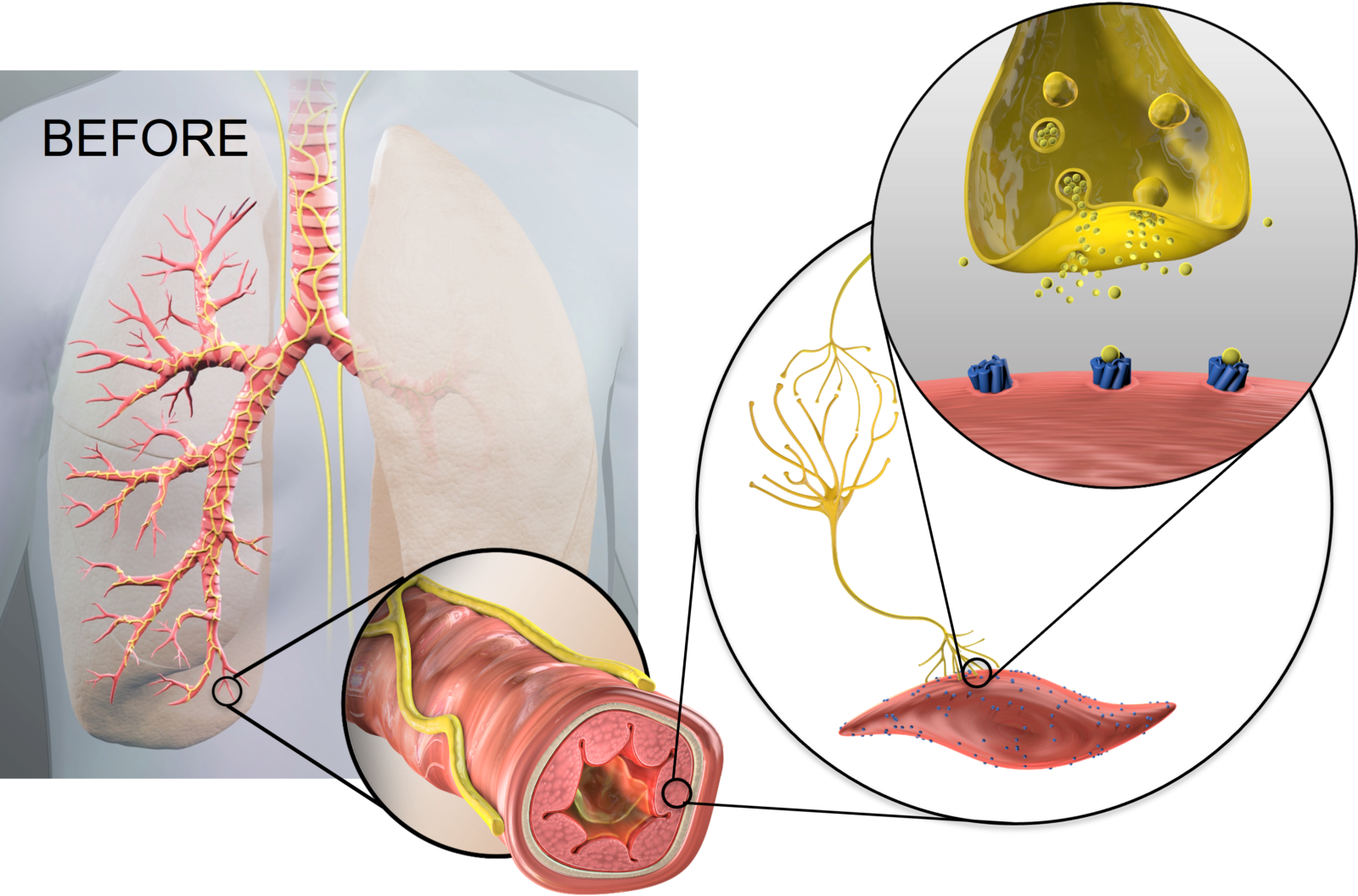 Technology - Nuvaira